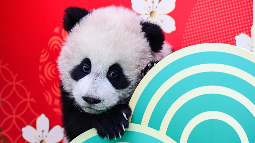 China may send a pair of giant pandas to San Francisco