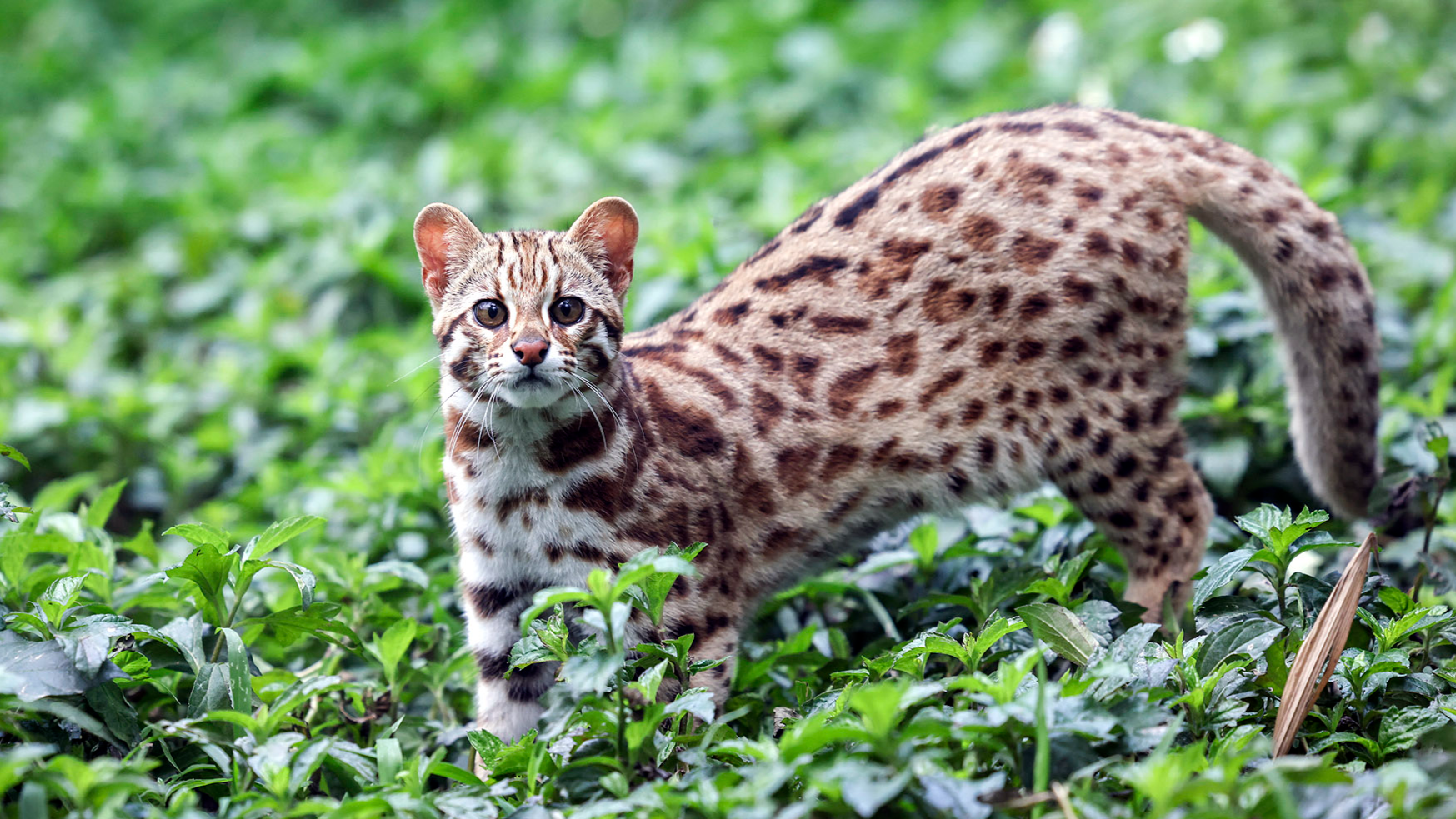 Rescued leopard cat returned to wild habitat
