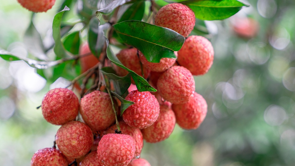 Tech breakthrough makes litchi available year-round