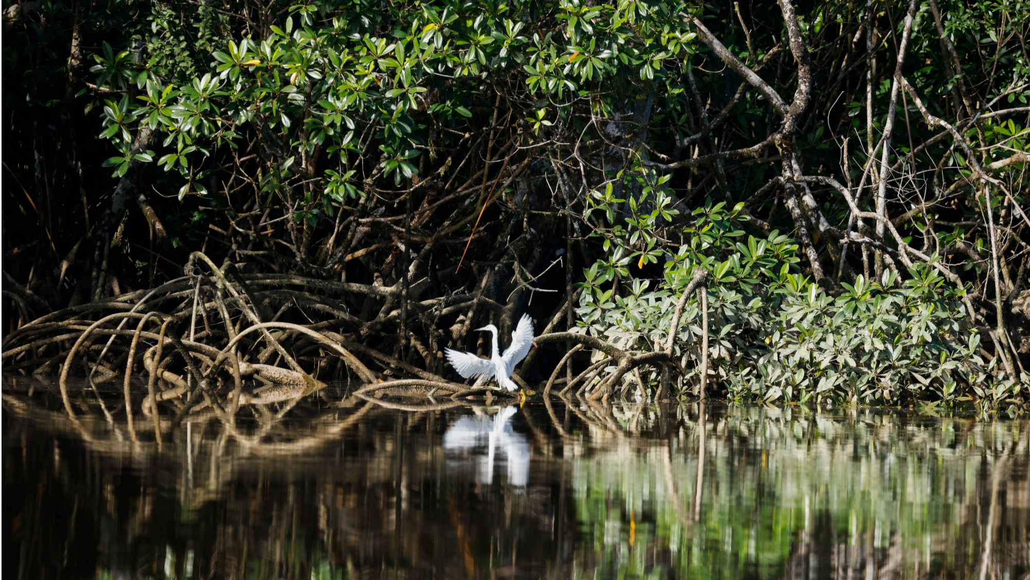 Half of world's mangroves under threat, says conservation group