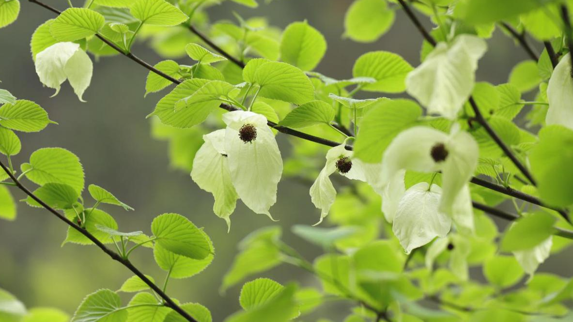 Rare dove trees flourish in Wawu