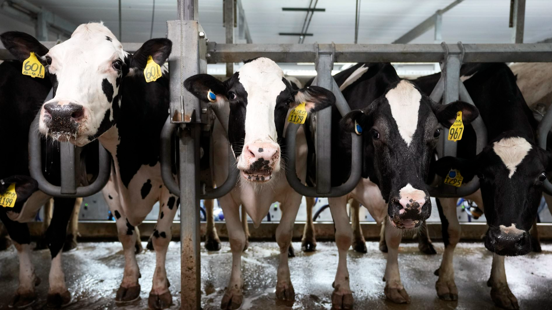 Bird flu reported in Iowa dairy herd, expanding US outbreak in cows
