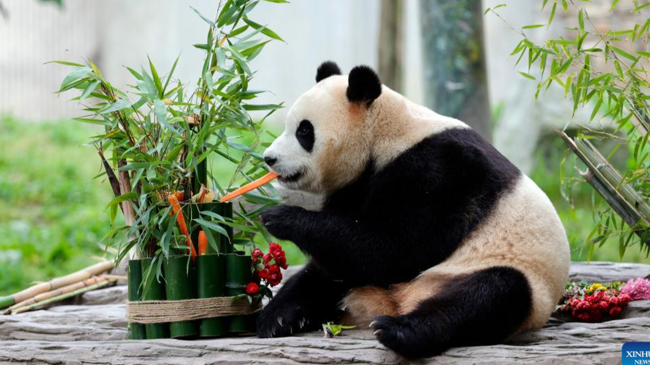 Giant panda star Fu Bao greets the public in southwest China