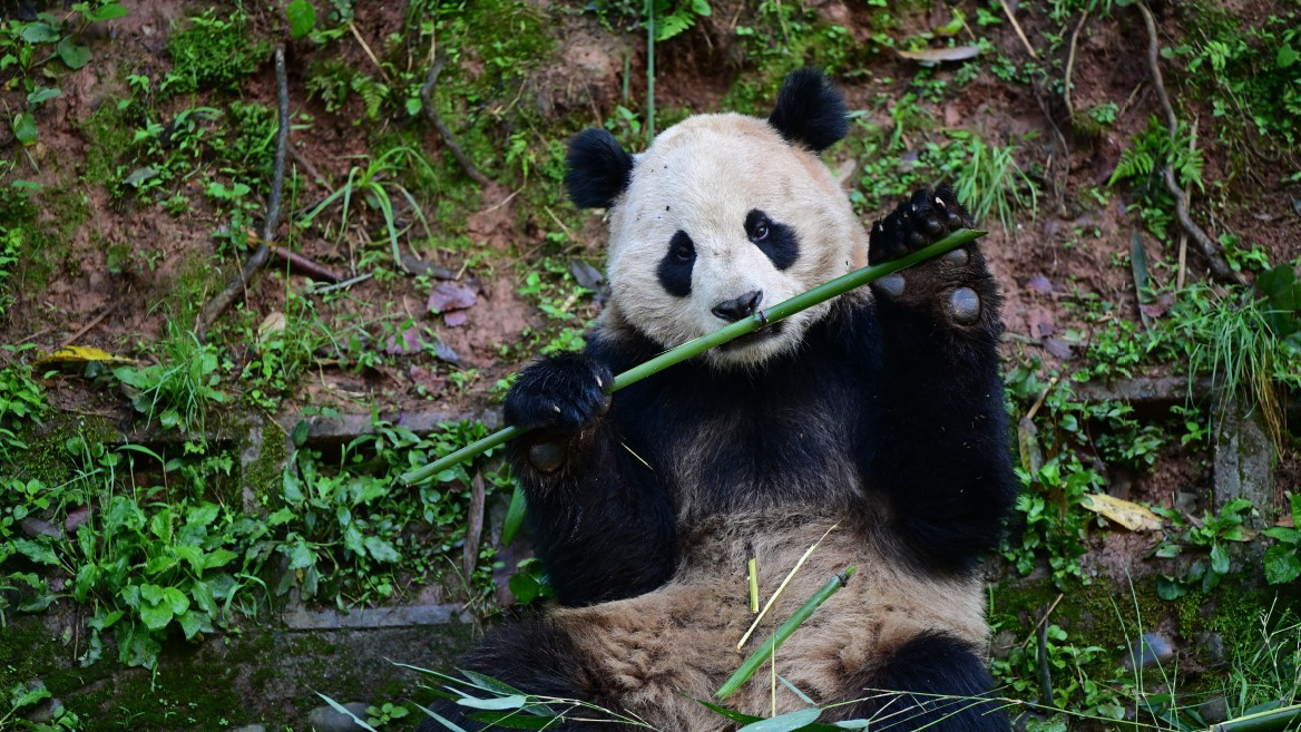 China, US start new round of panda ties