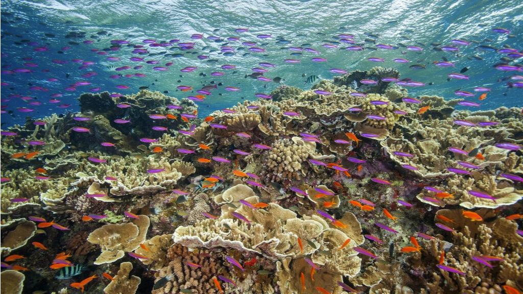 Great Barrier Reef living on borrowed time