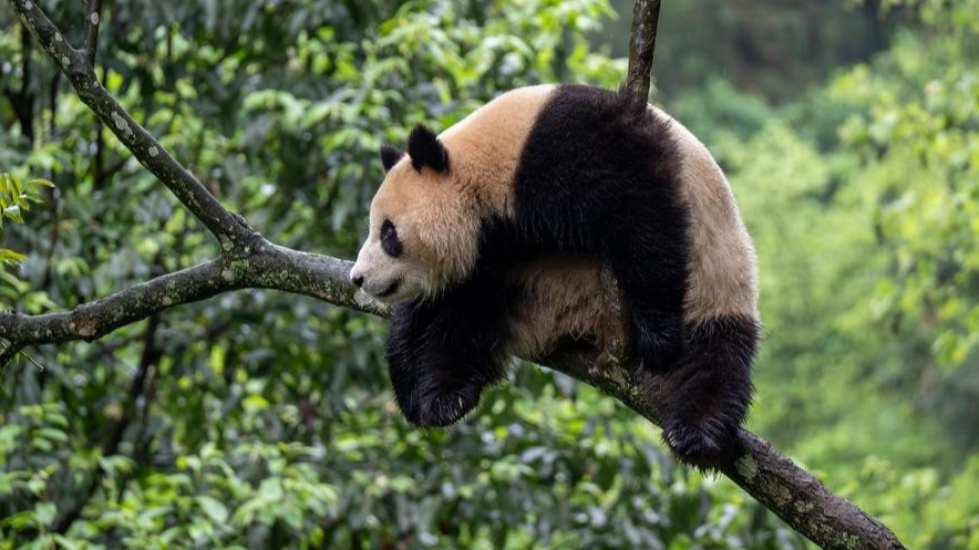 Two Chinese giant pandas arrive in US first time in two decades