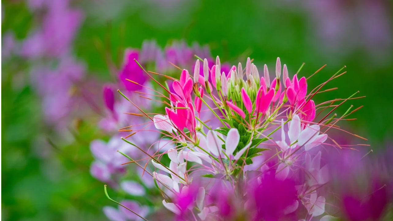 Snapping away in GBA: Spider flowers