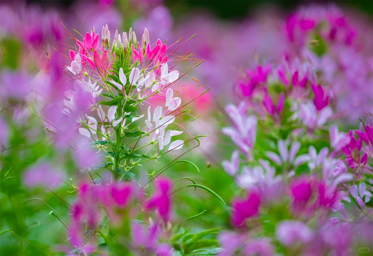 Snapping away in GBA: Spider flowers