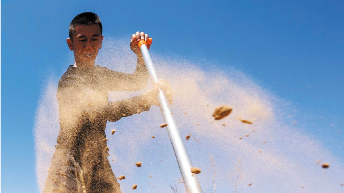 Plantings promote fight against desertification