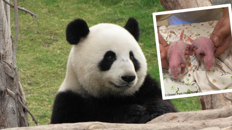 Hong Kong welcomes birth of its first locally-born giant pandas