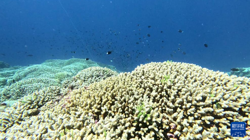 Report: Coral reef at China's Xianbin Jiao generally healthy