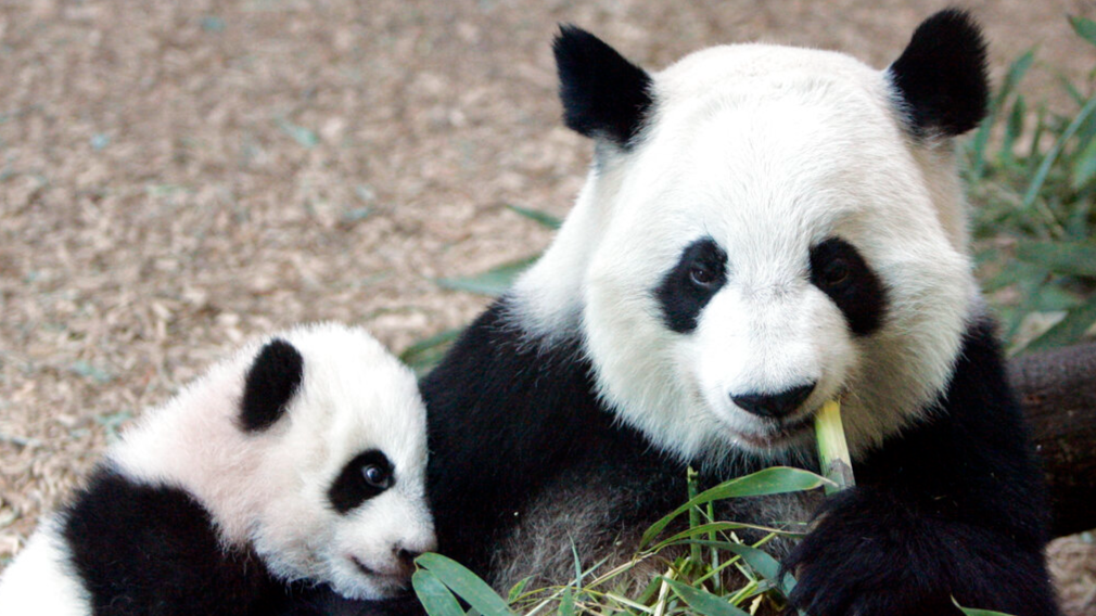 Four giant pandas at Zoo Atlanta to return to China in mid-October