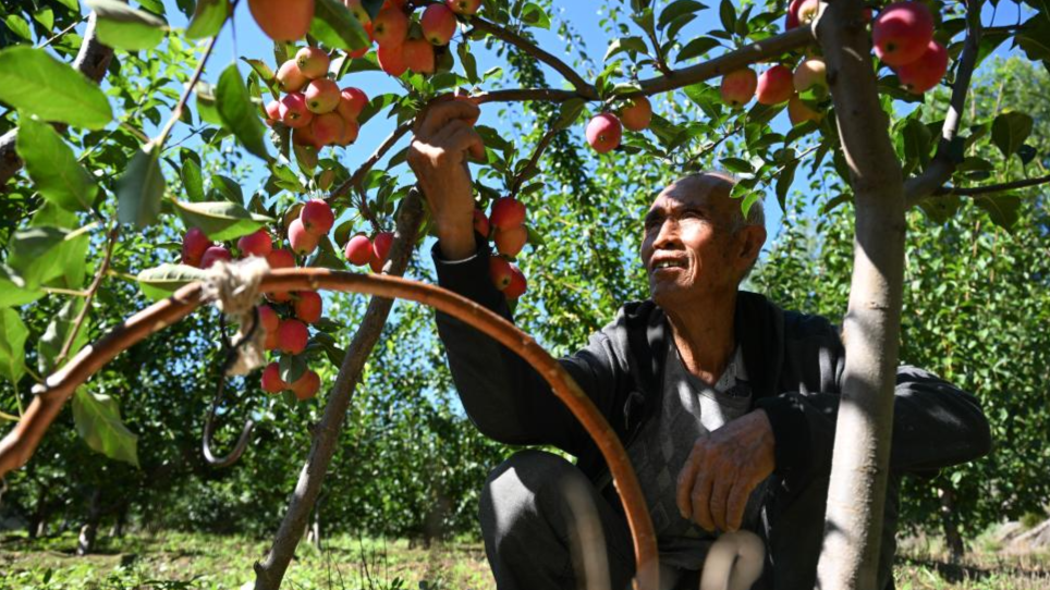 Chinese desert fruit export delivers new taste to Southeast Asia