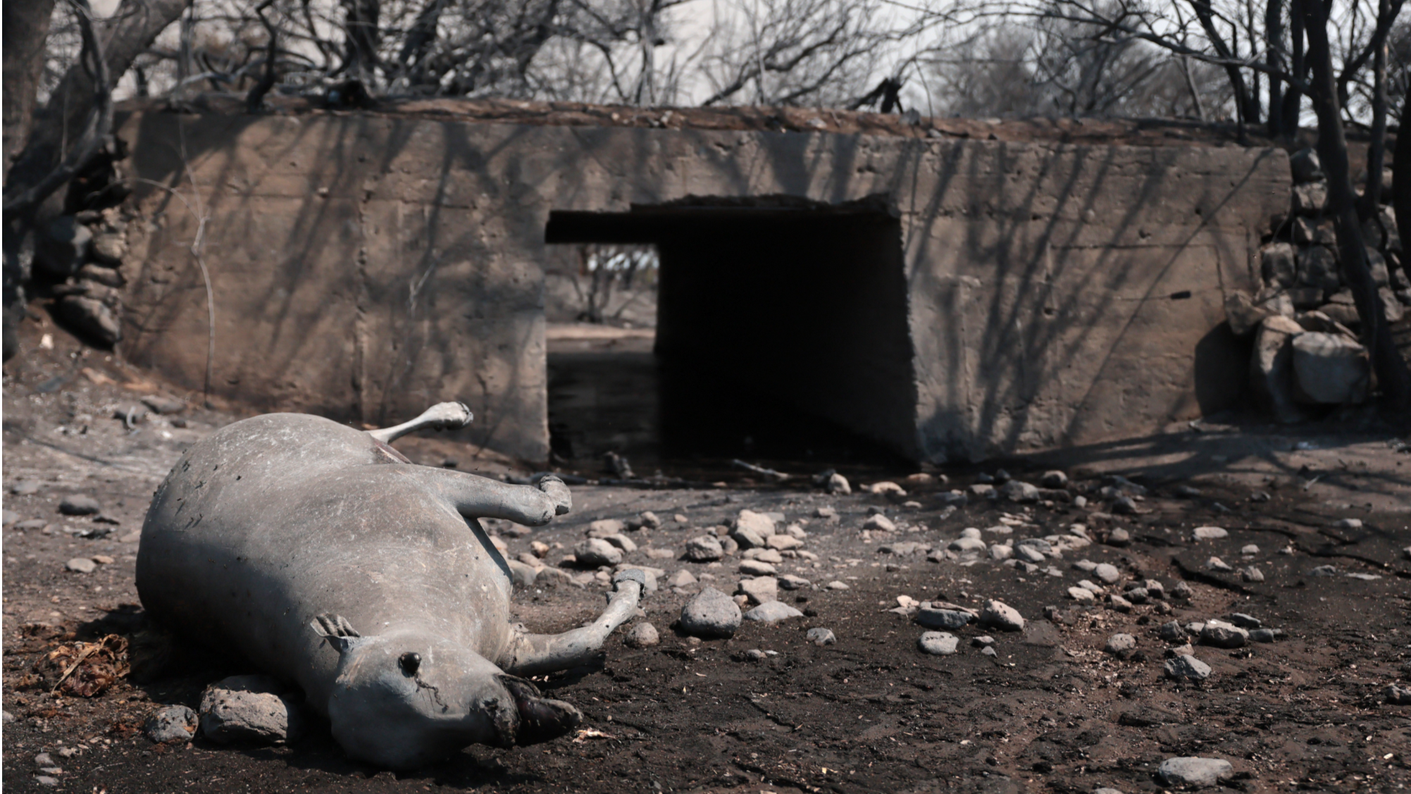 Cattle burn as ‘monster’ wildfires rage in Argentina ranchlands