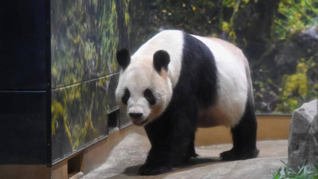 Beloved panda pair returns to China after 13 years in Tokyo