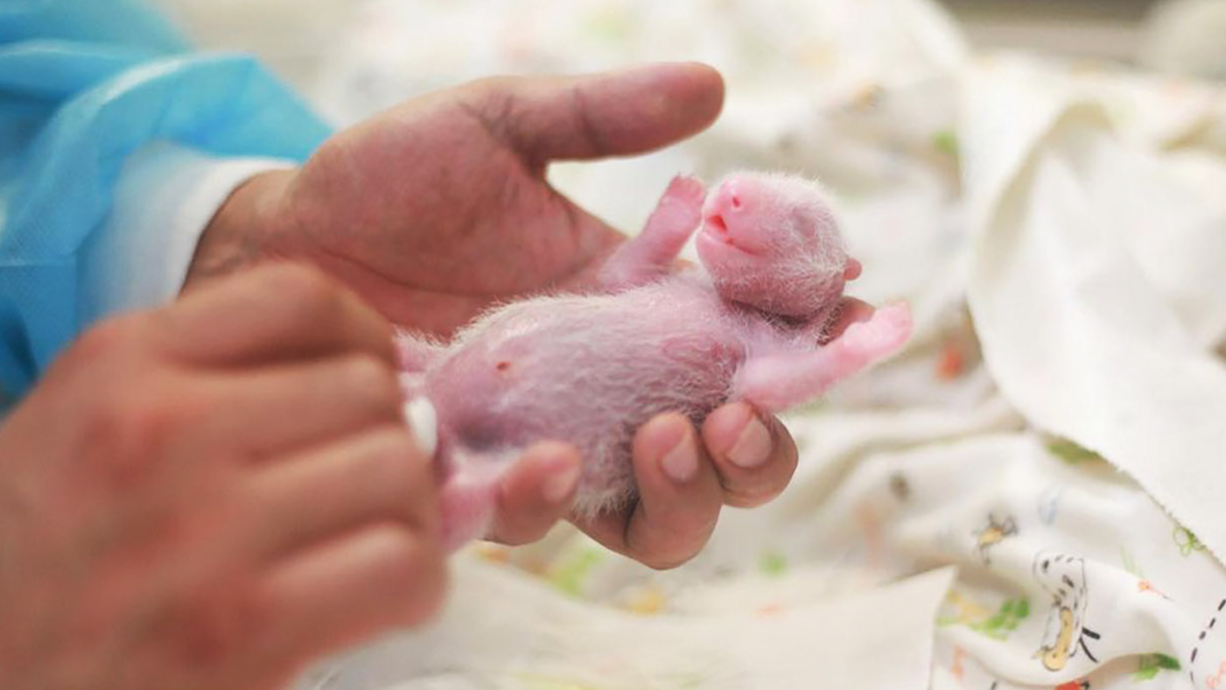 Giving ‘pandanomics’ full play