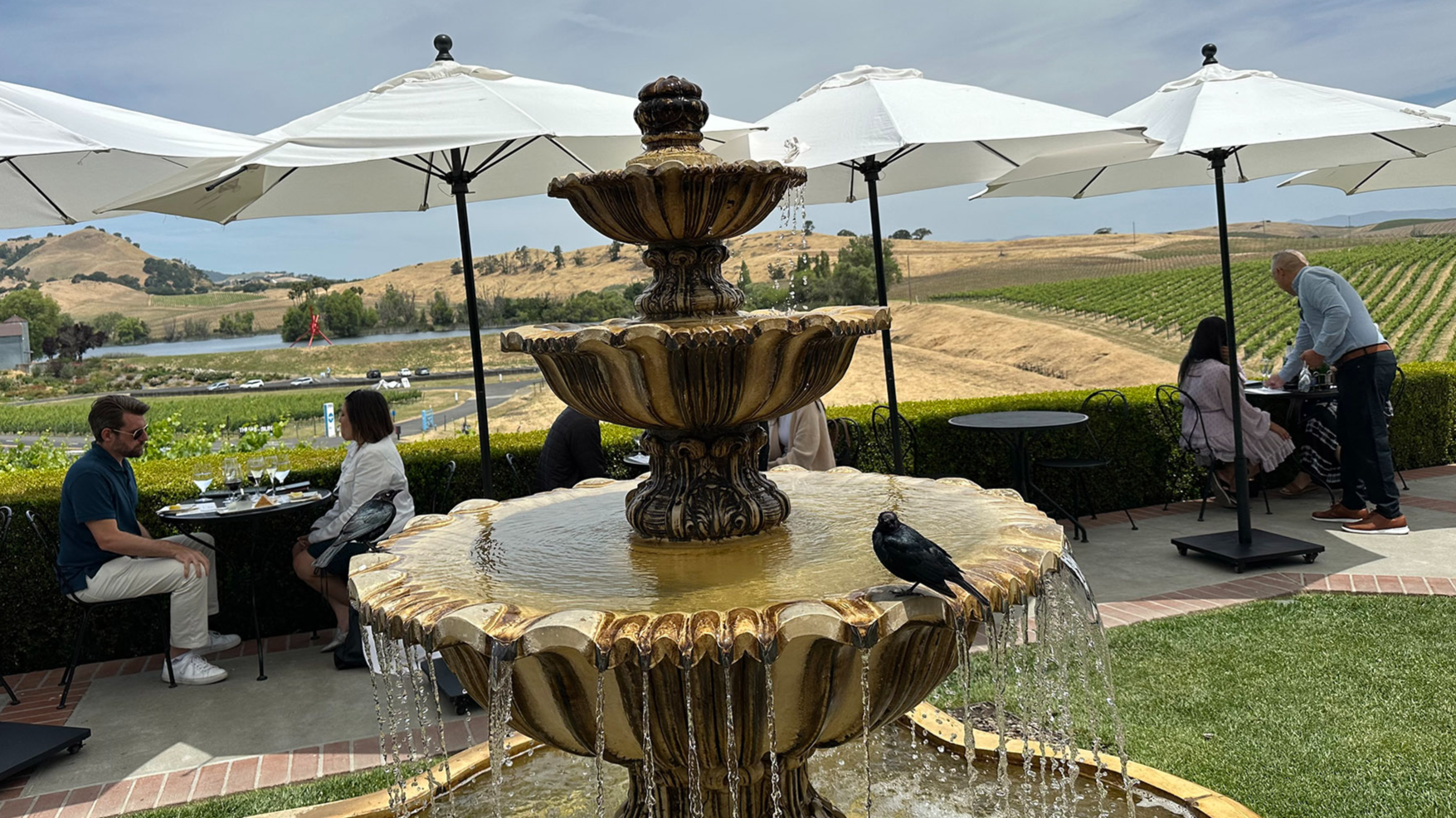 From vine to vision: Napa Valley's allure captivates travelers