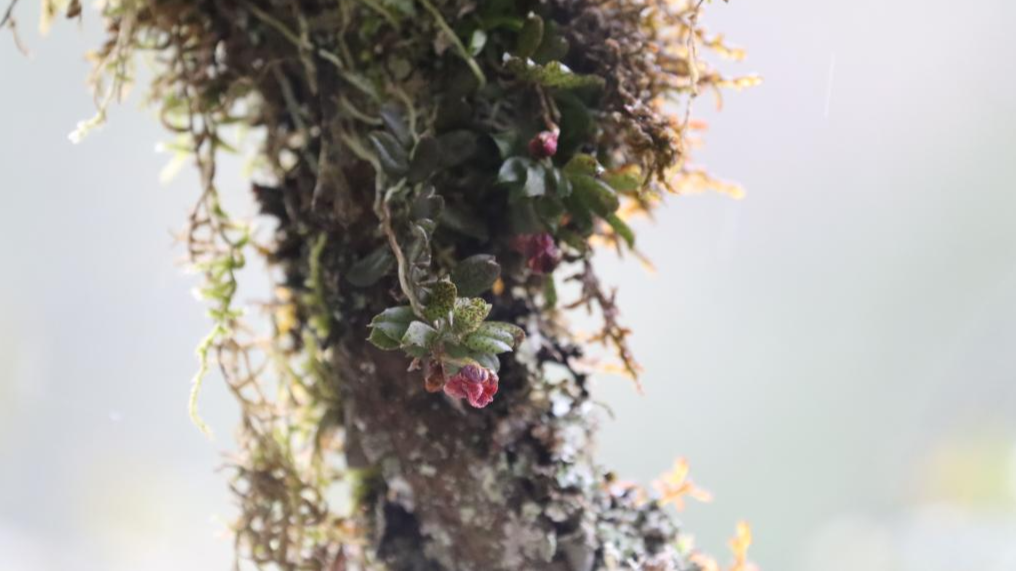 Chinese researchers discover new orchid species in giant panda habitat