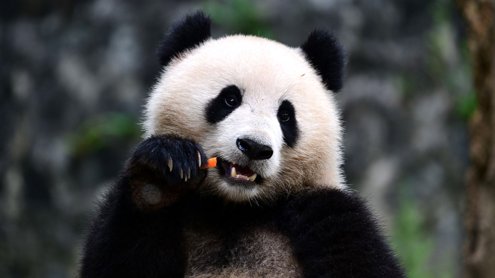 Panda pair arrives in US capital