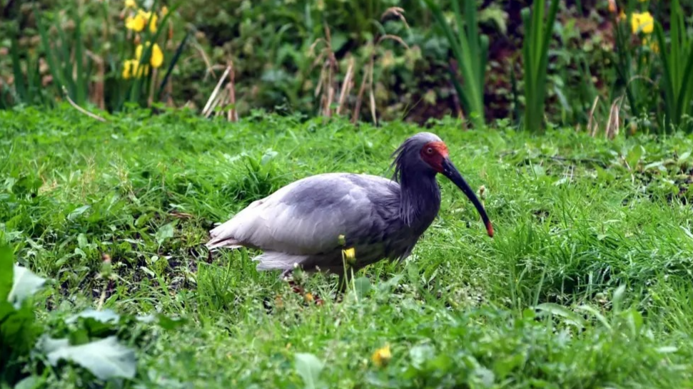 Joint conservation of rare bird pays off