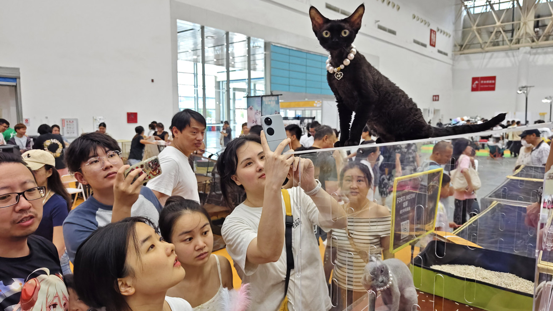 Pet economy purrs ahead as cat, pooch cafes spread
