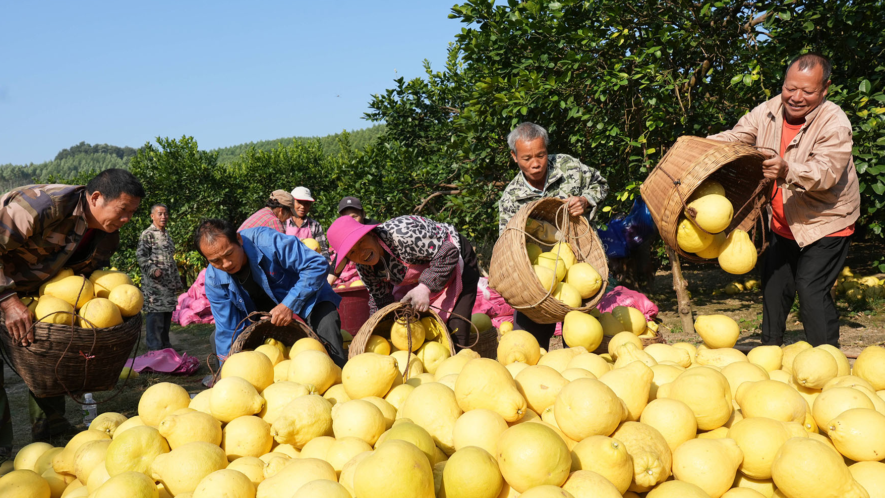 Farmers weather adversity to reap record grain harvests