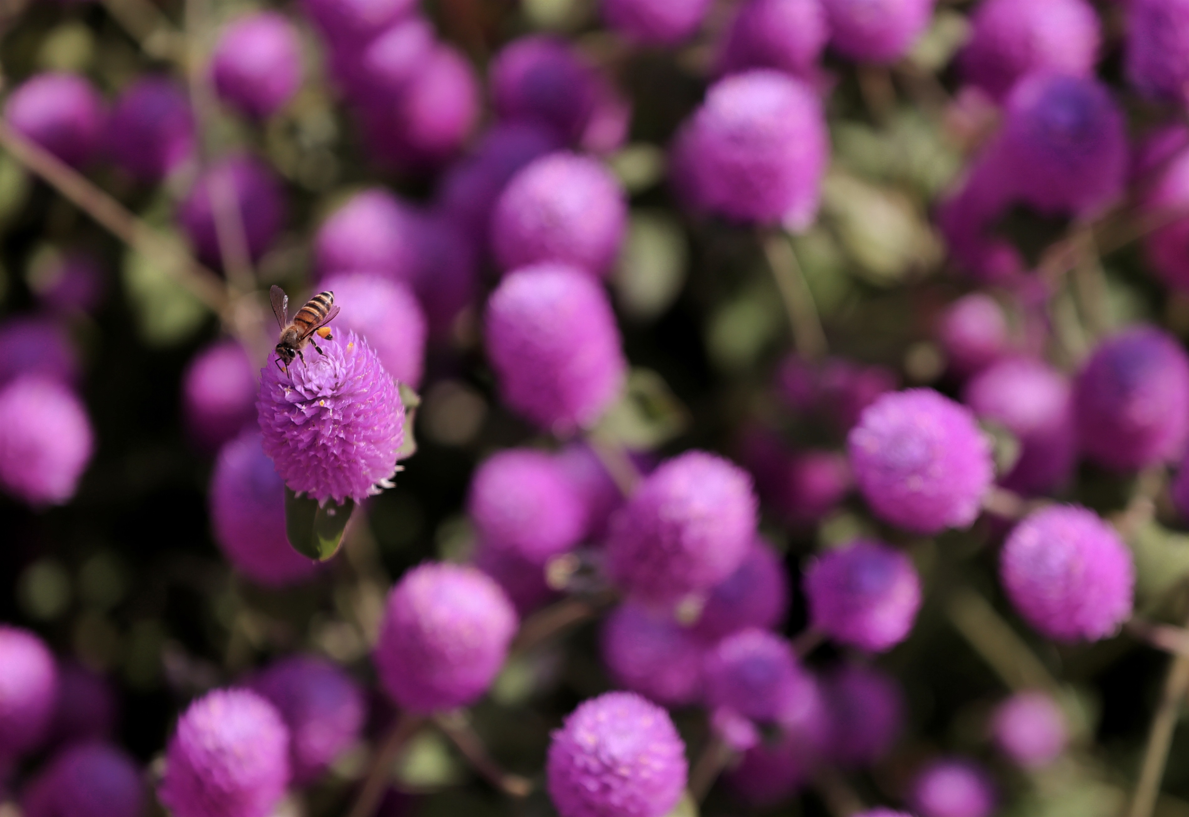 A purple oasis