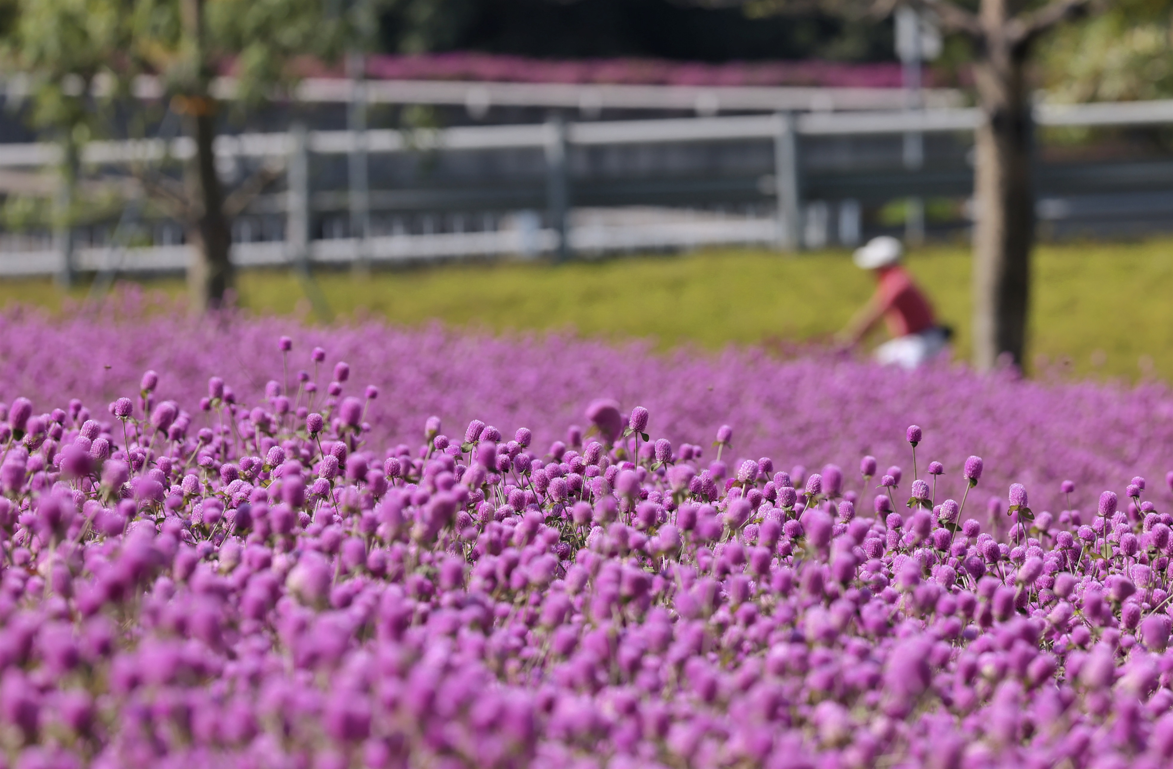 A purple oasis