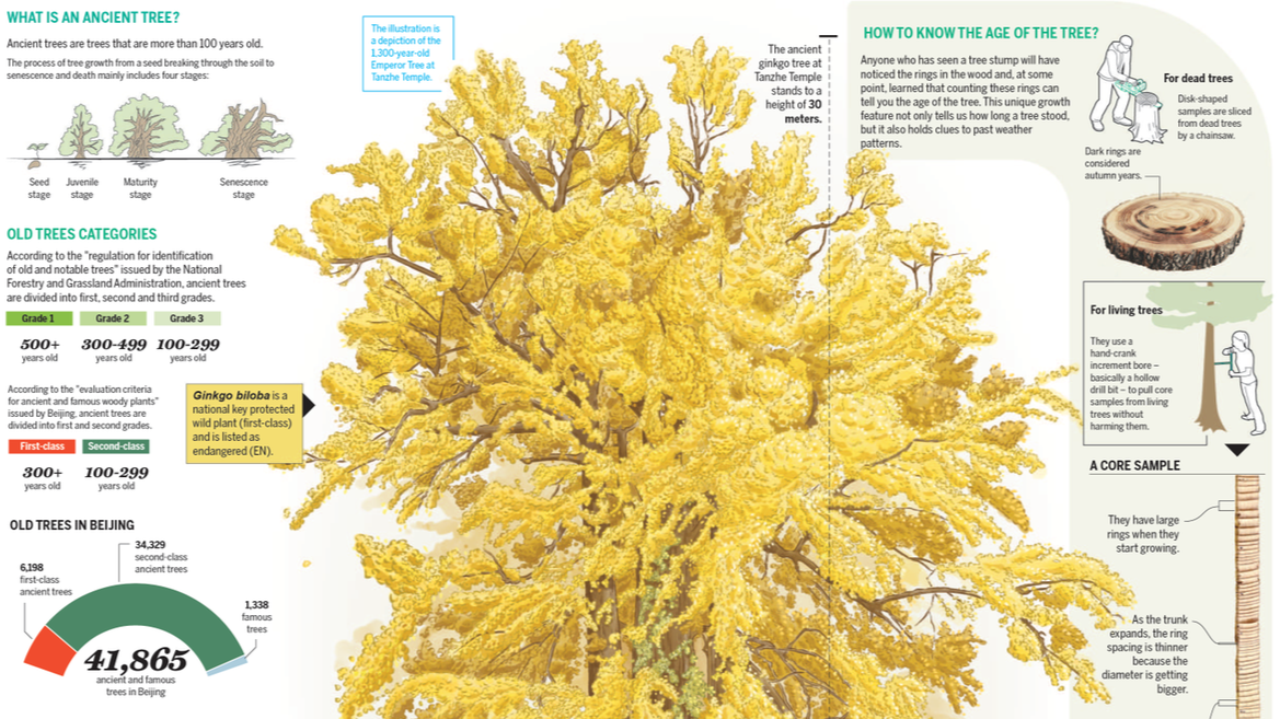 Ancient tree guidebook published