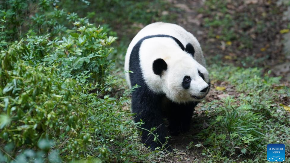 World's captive panda population hits 757