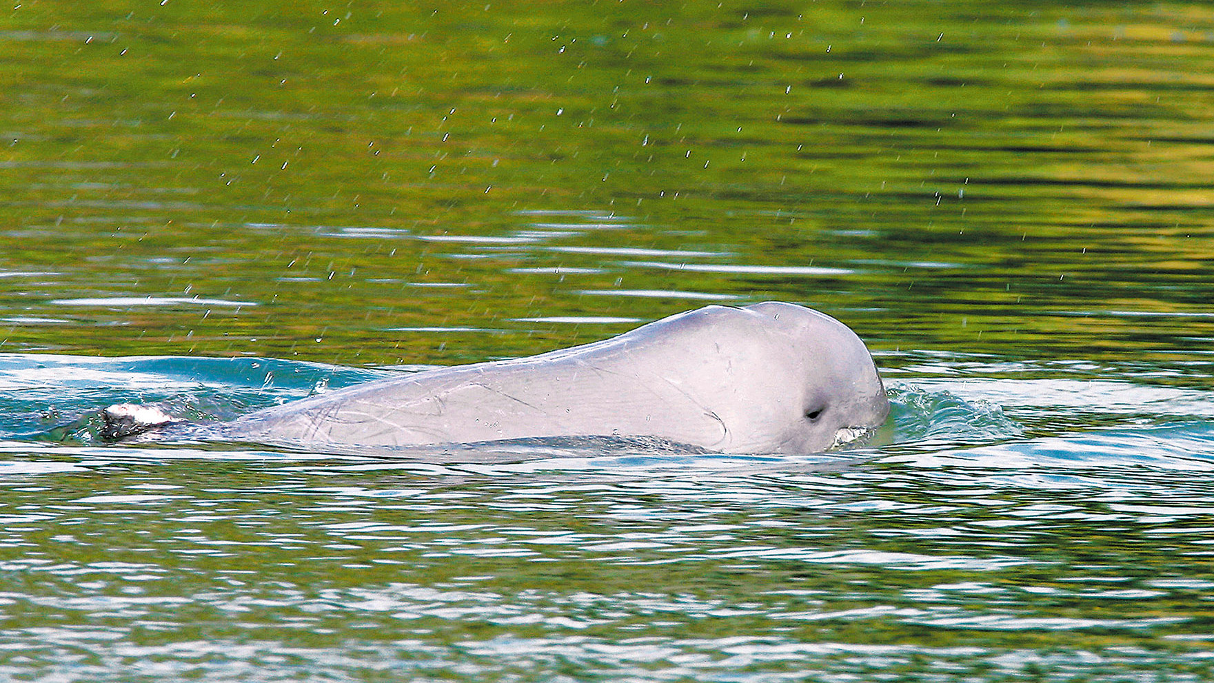 Dolphin birth rate in Mekong River hits high