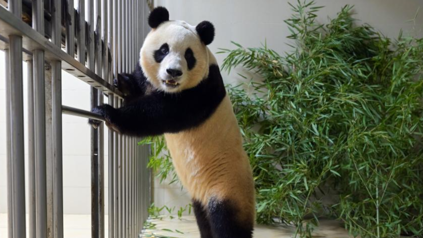 Giant panda Fu Bao to undergo thorough physical checkup