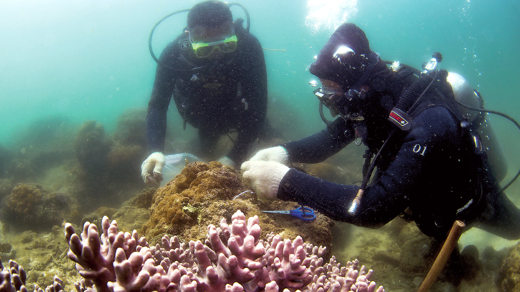 Diving headfirst into reef repair
