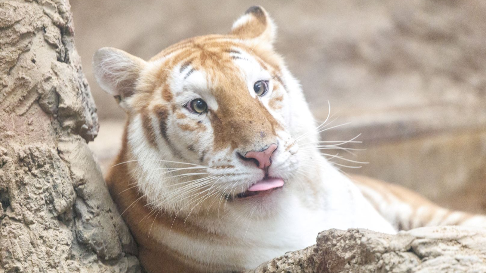 Rare tigresses earn social media fame as stars of Thailand zoo