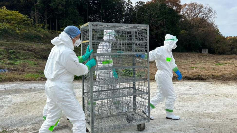 Japan's bird flu cases surge in January
