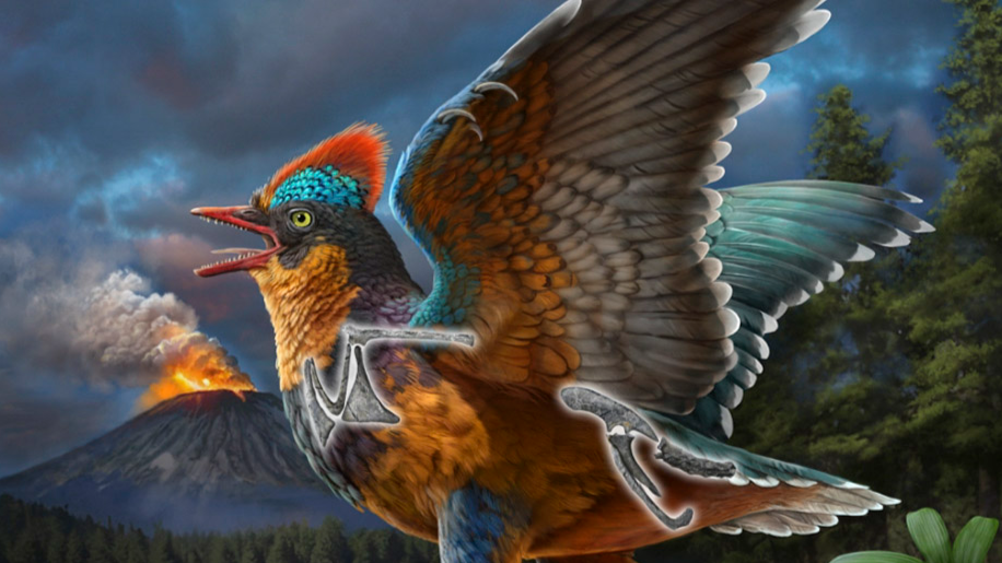 Jurassic bird fossils found in Fujian rewrite history of avian evolution
