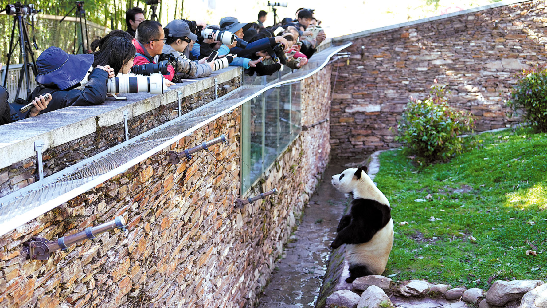 Giant panda Fu Bao returns after health scare