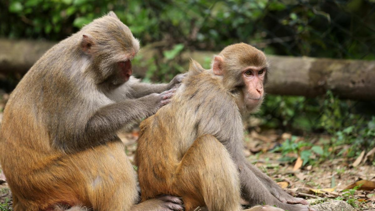 Shenzhen boy injured in monkey attack at Tanglang Mountain Country Park