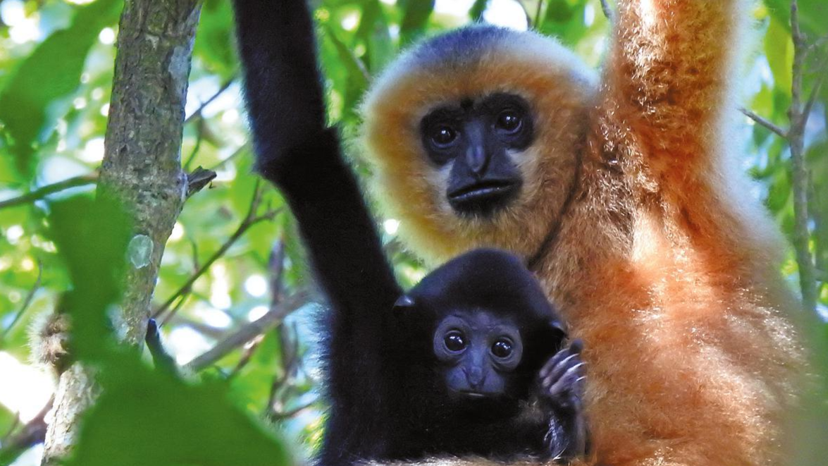 Study aims to boost Hainan gibbon numbers