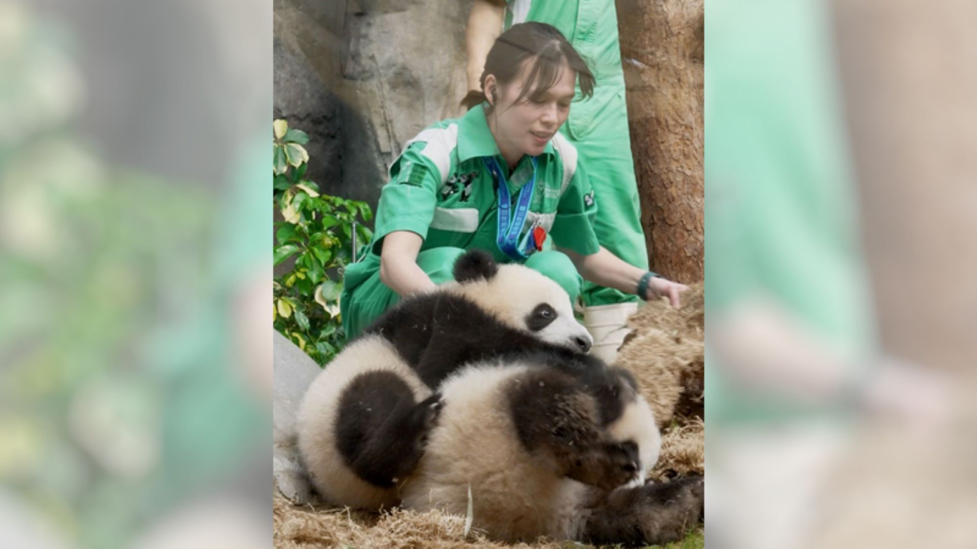 Hong Kong’s panda twins bond with human ‘mother’