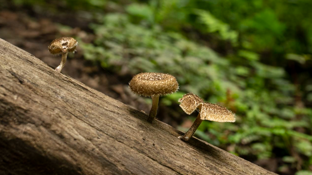 Australian health authorities issue warning over wild poisonous mushrooms
