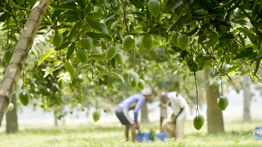 Bangladesh to start mango exports to China