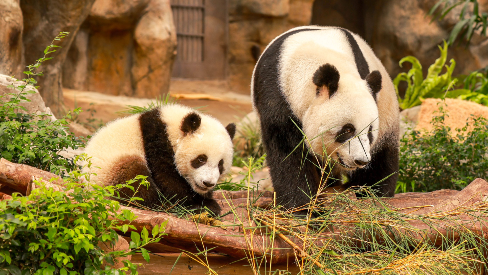 It’s official – HK-born panda twins named 'Jia Jia', 'De De'