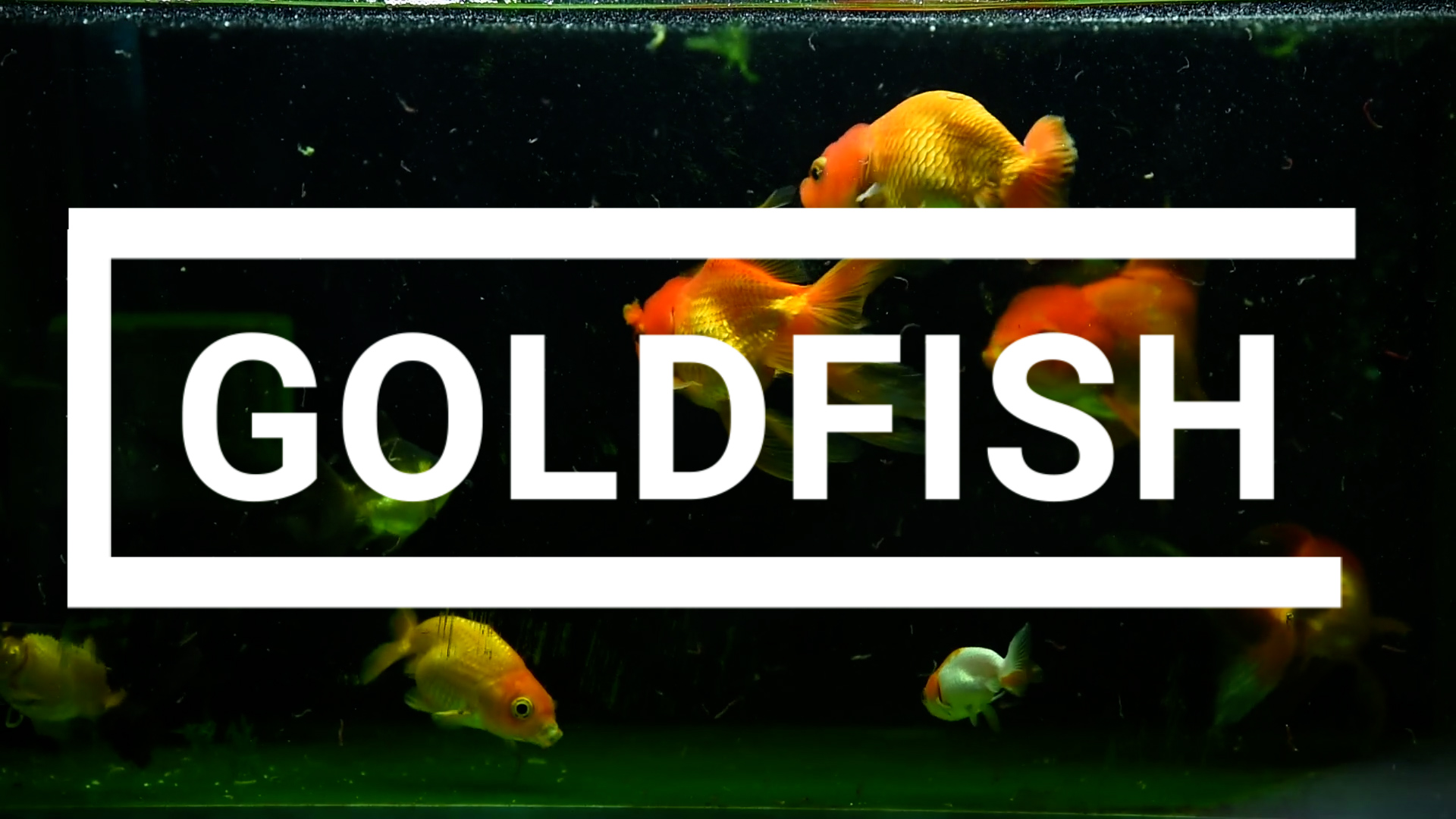 Goldfish