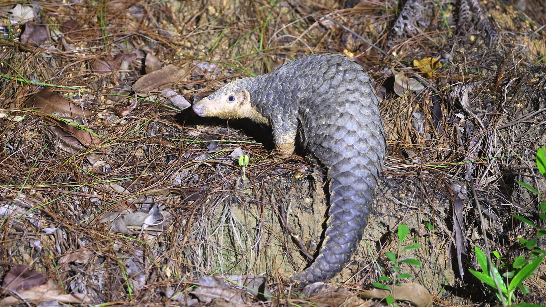Pangolin protection takes pride of place