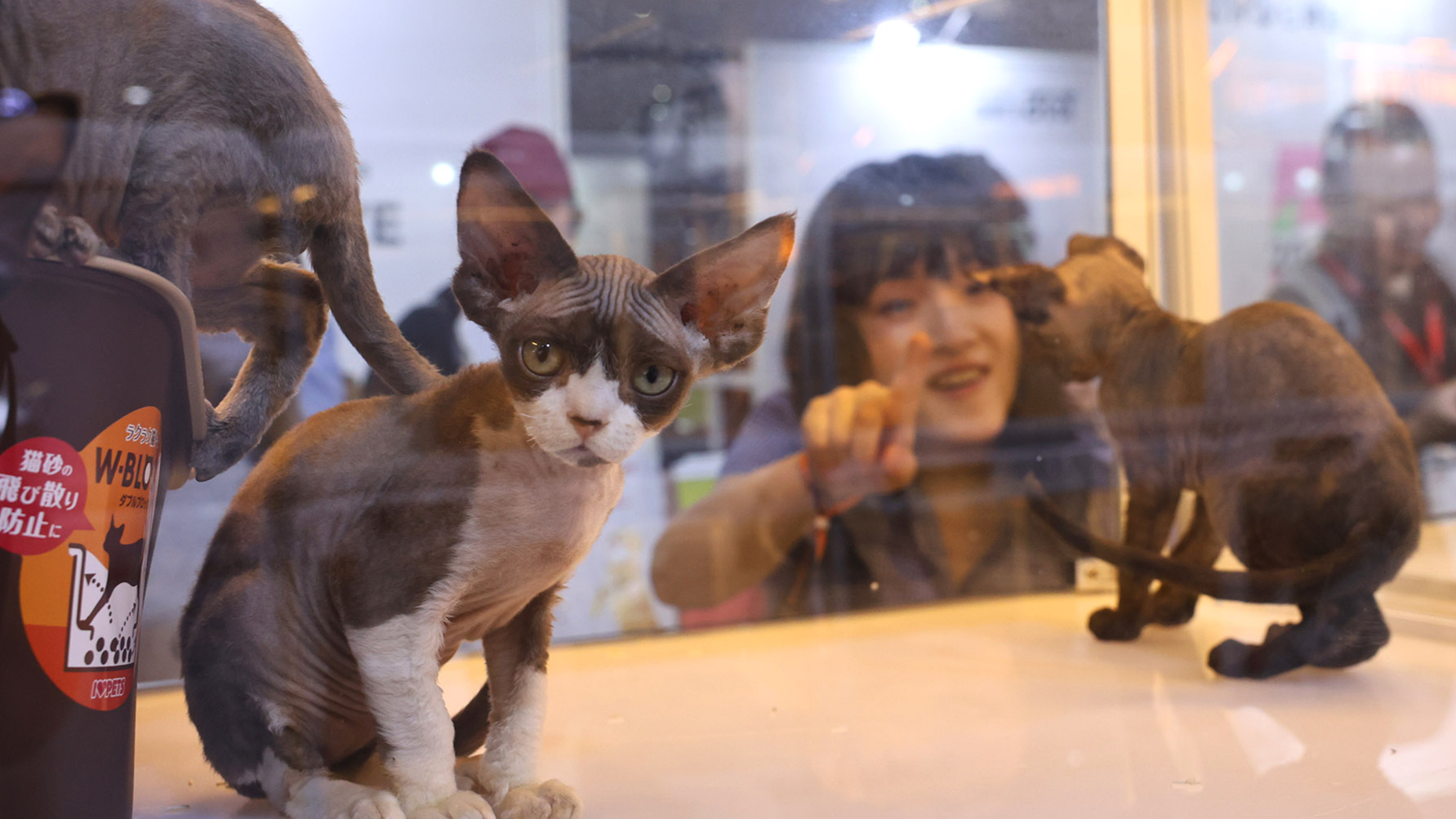 Many paws driving pet economy growth