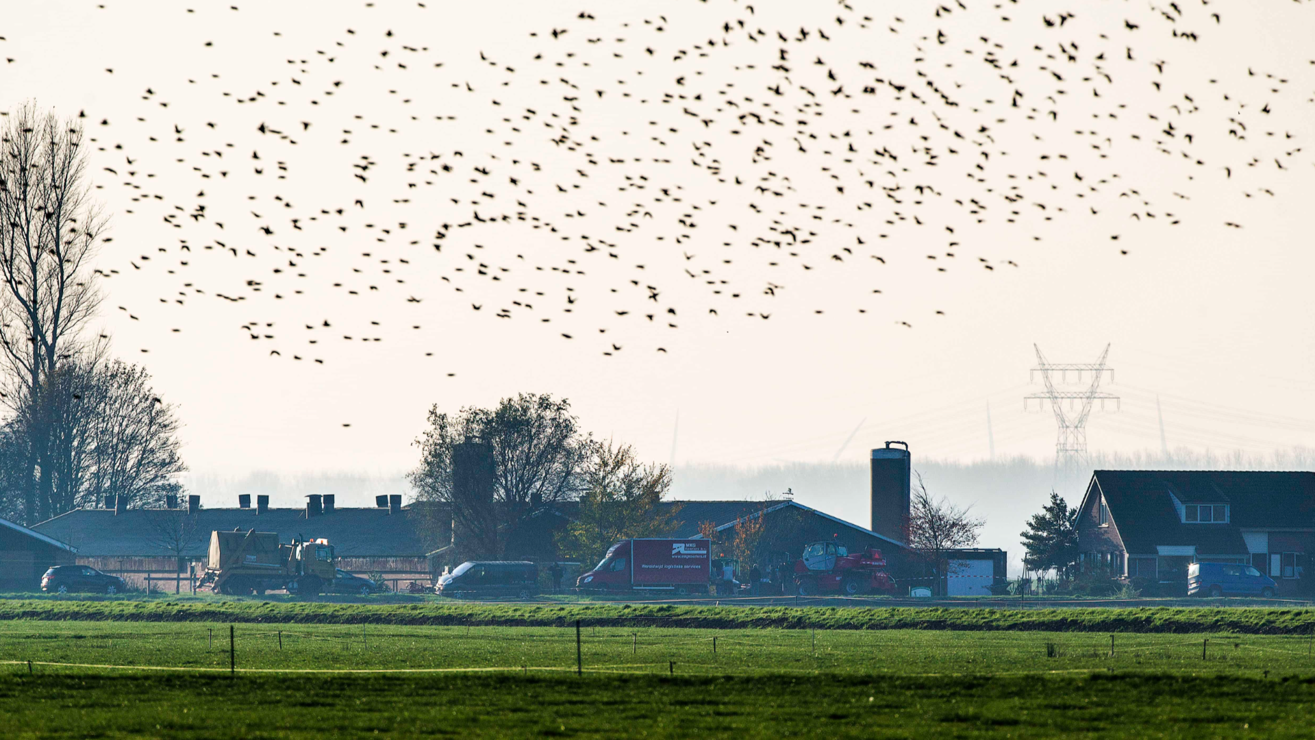 The Netherlands orders culling 120,000 chickens after bird flu detected