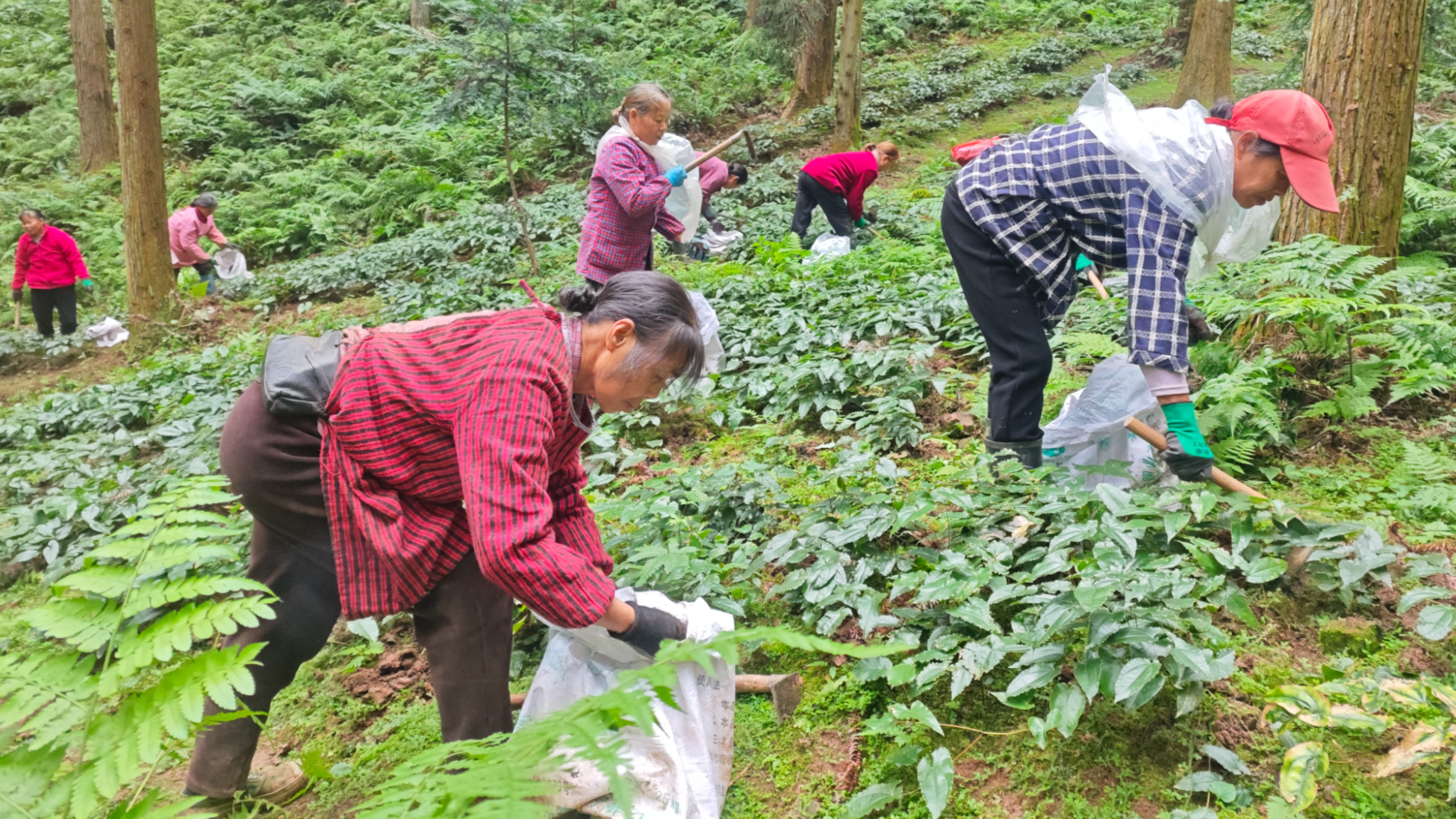 Under-forest industry grows as economic pillar in Hunan