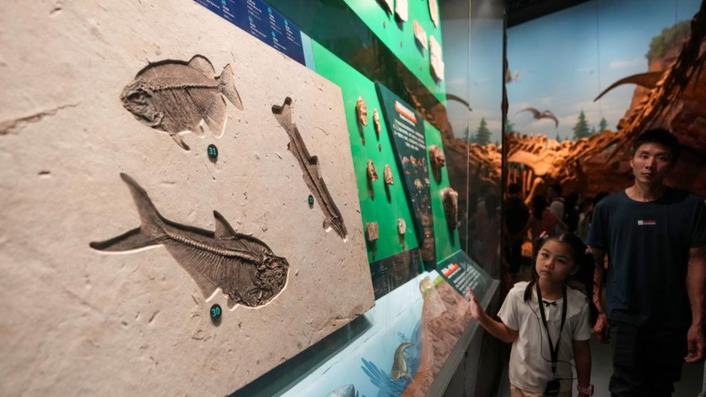 Chinese fossil find illuminates Earth's earliest mass extinction